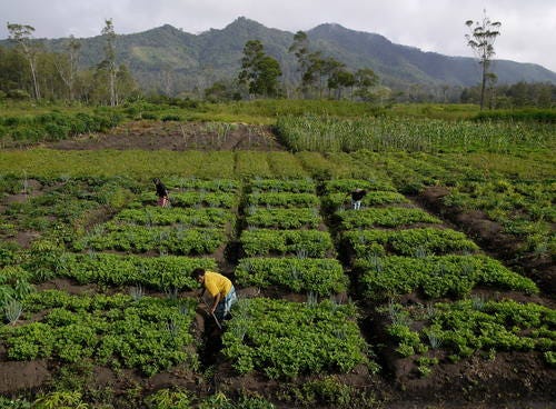 The Invention of Agriculture in the New Guinea Highlands