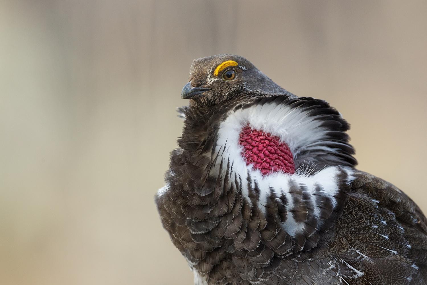 81: Dusky Grouse - by Bix - Colorado Wildlife