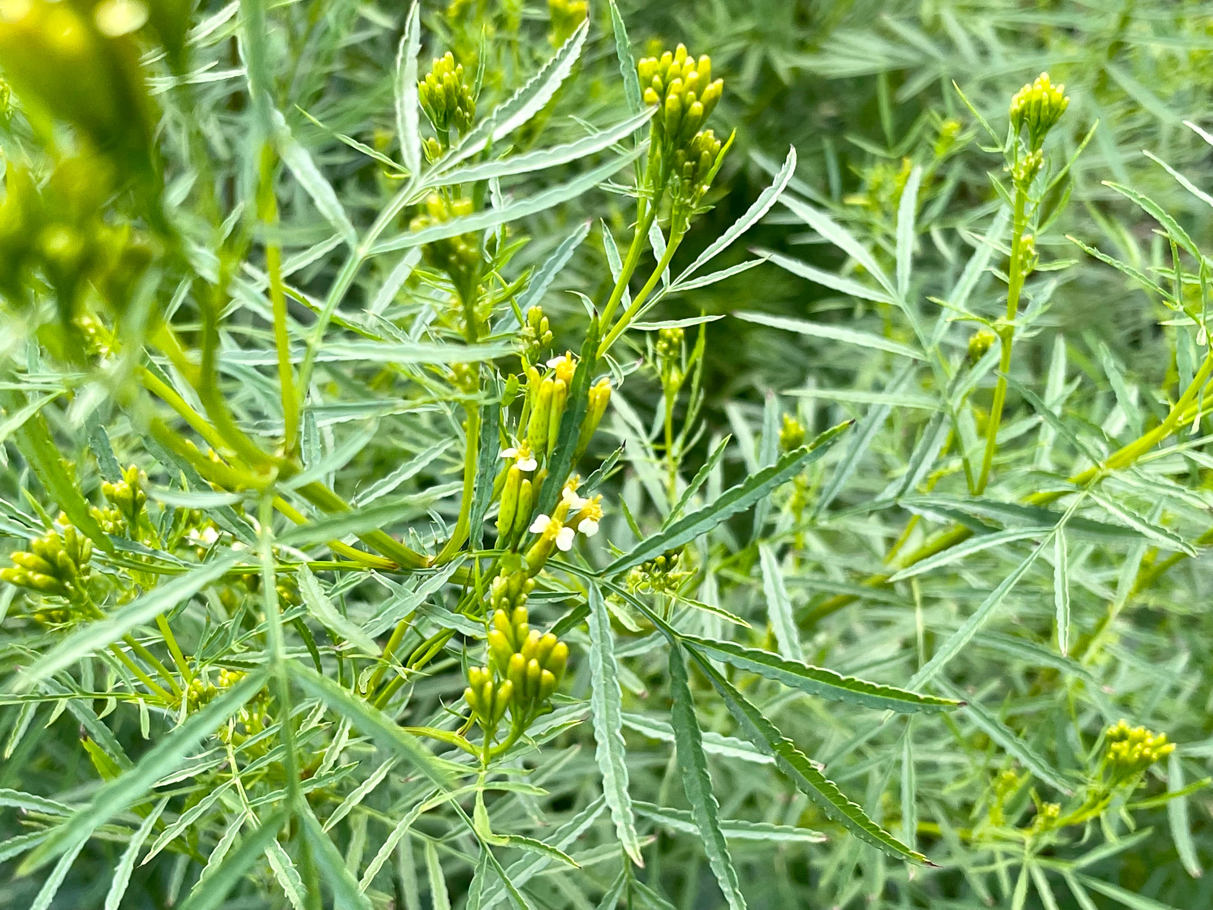 Huacatay - by Nicholas Gill - New Worlder