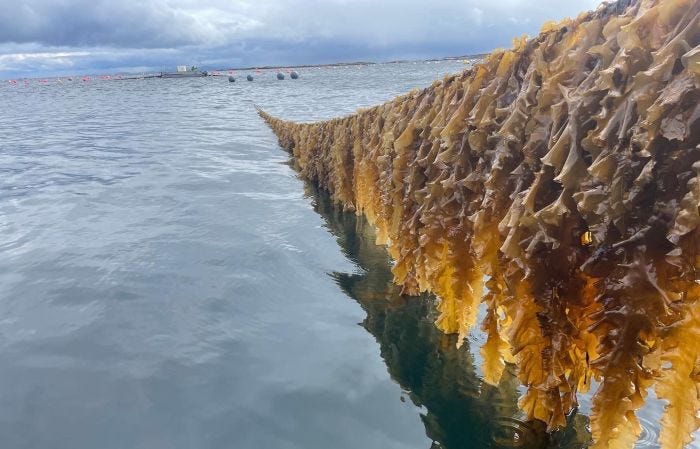 New courses for ocean farmers in US and UK - by Steven