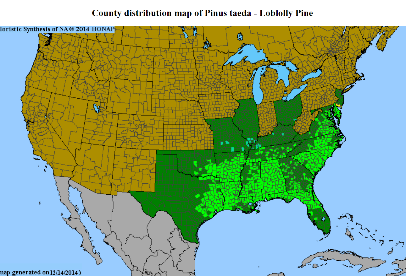 What Counts as Native? - by Lolly Jewett - The Bees' Knees