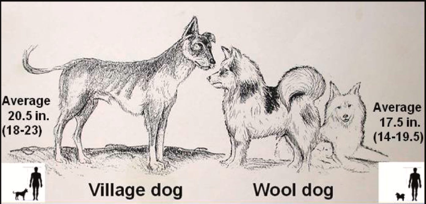 Woolly dogs - by David B. Williams