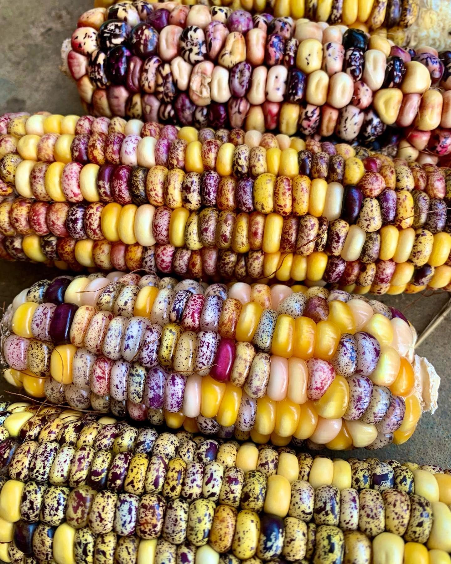 24 Reasons You Should Start a Garden in 2024