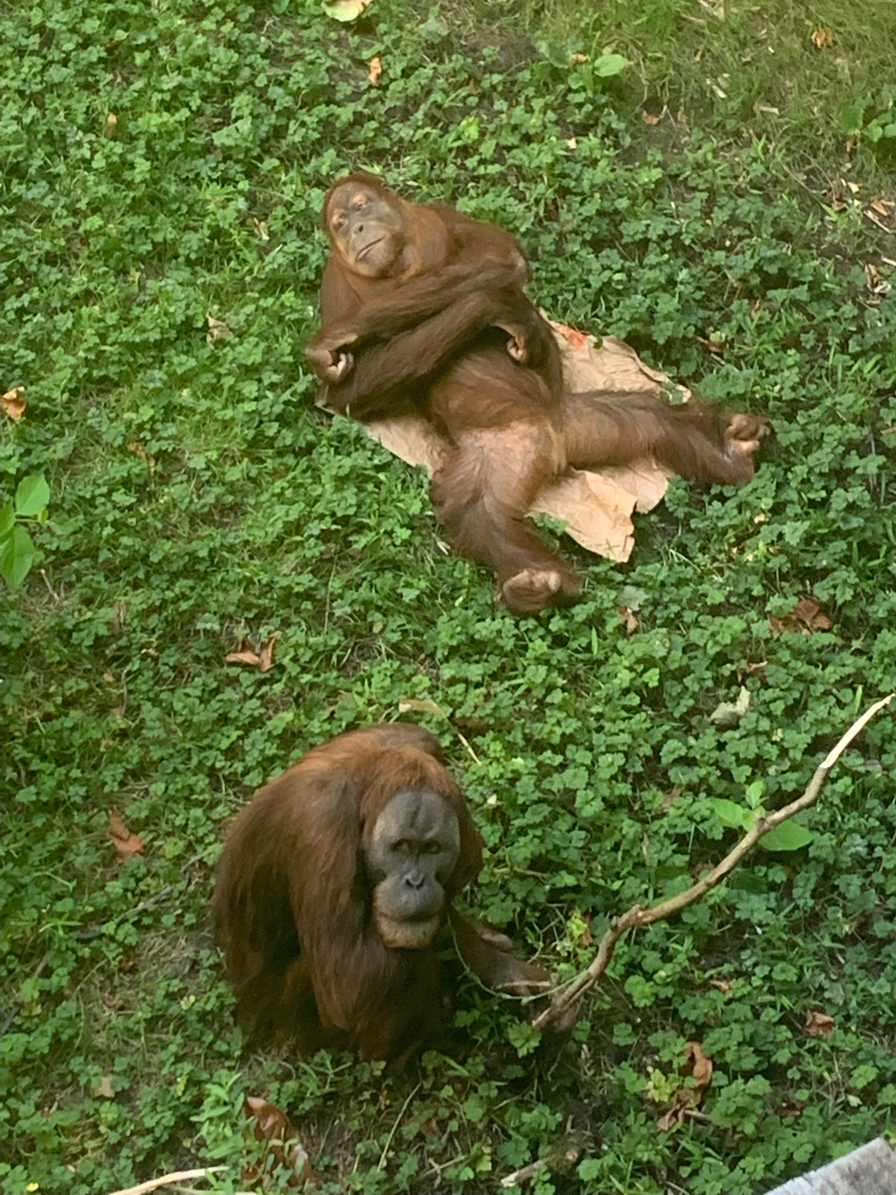 Rebirthday Season - by iris - microdose the rainbow