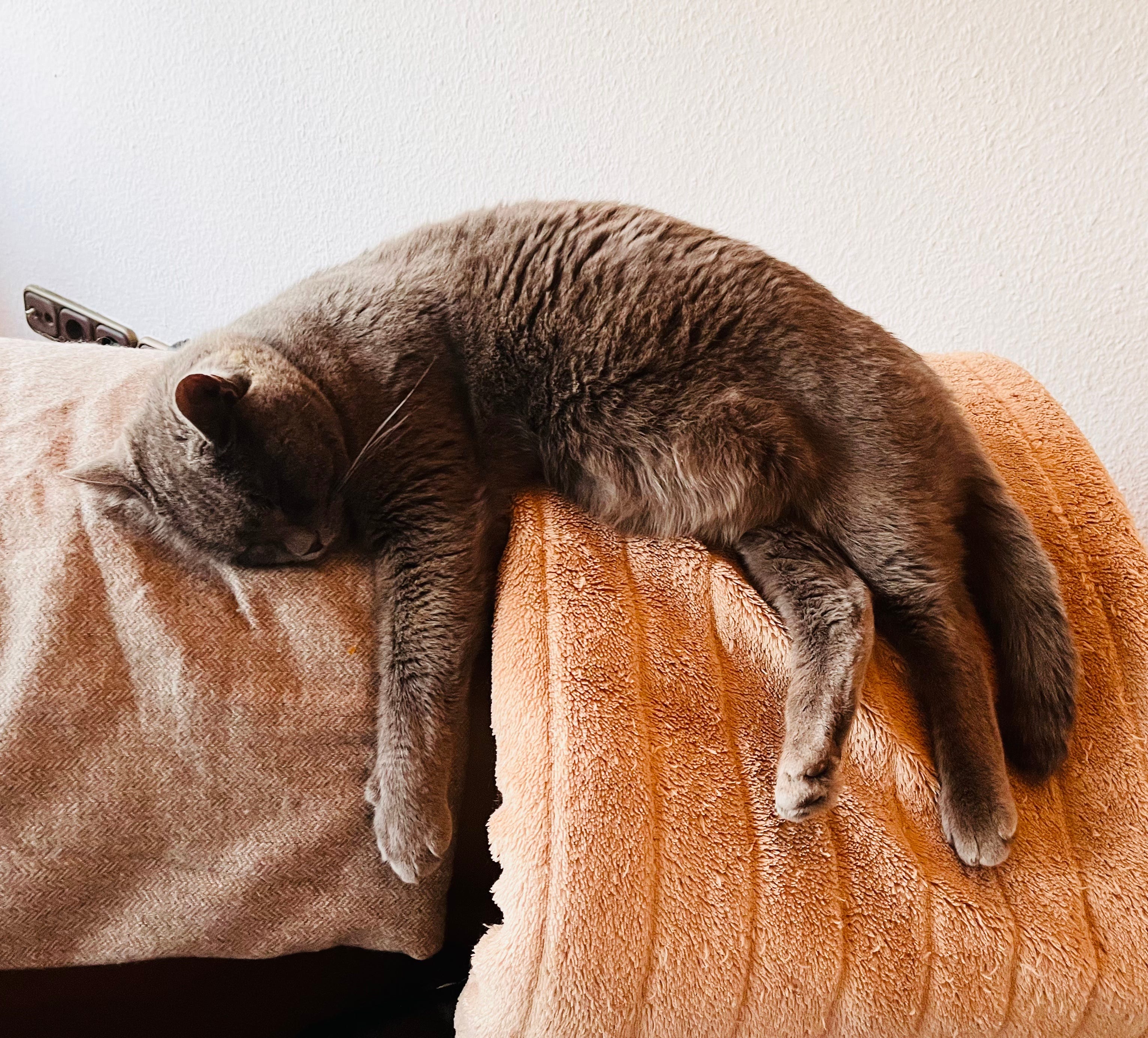 SPECIAL ISSUE #17 - by Tanja Boness