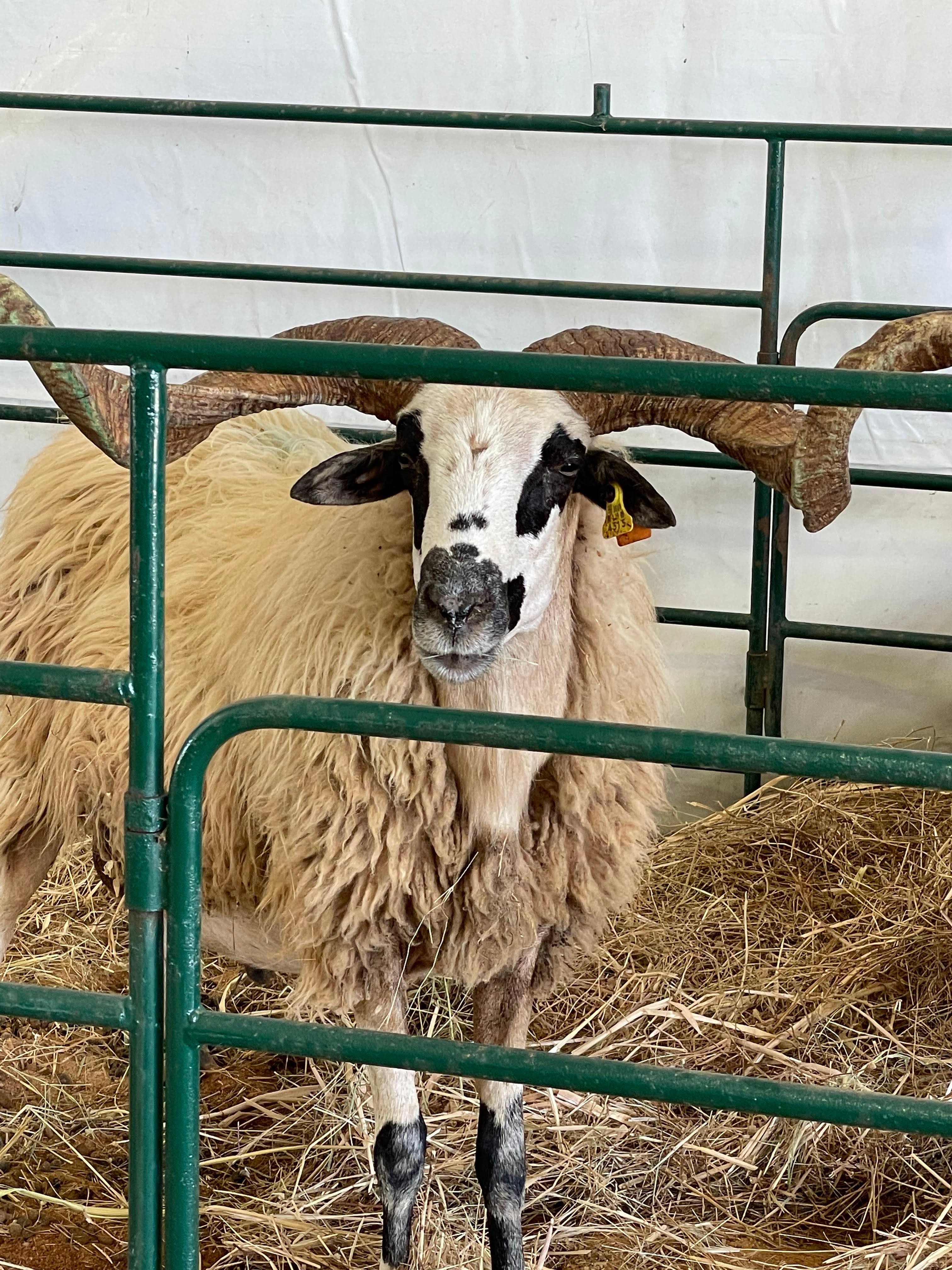 Goat Rodeo? - by Nancy Whiteman - Expat in Portugal