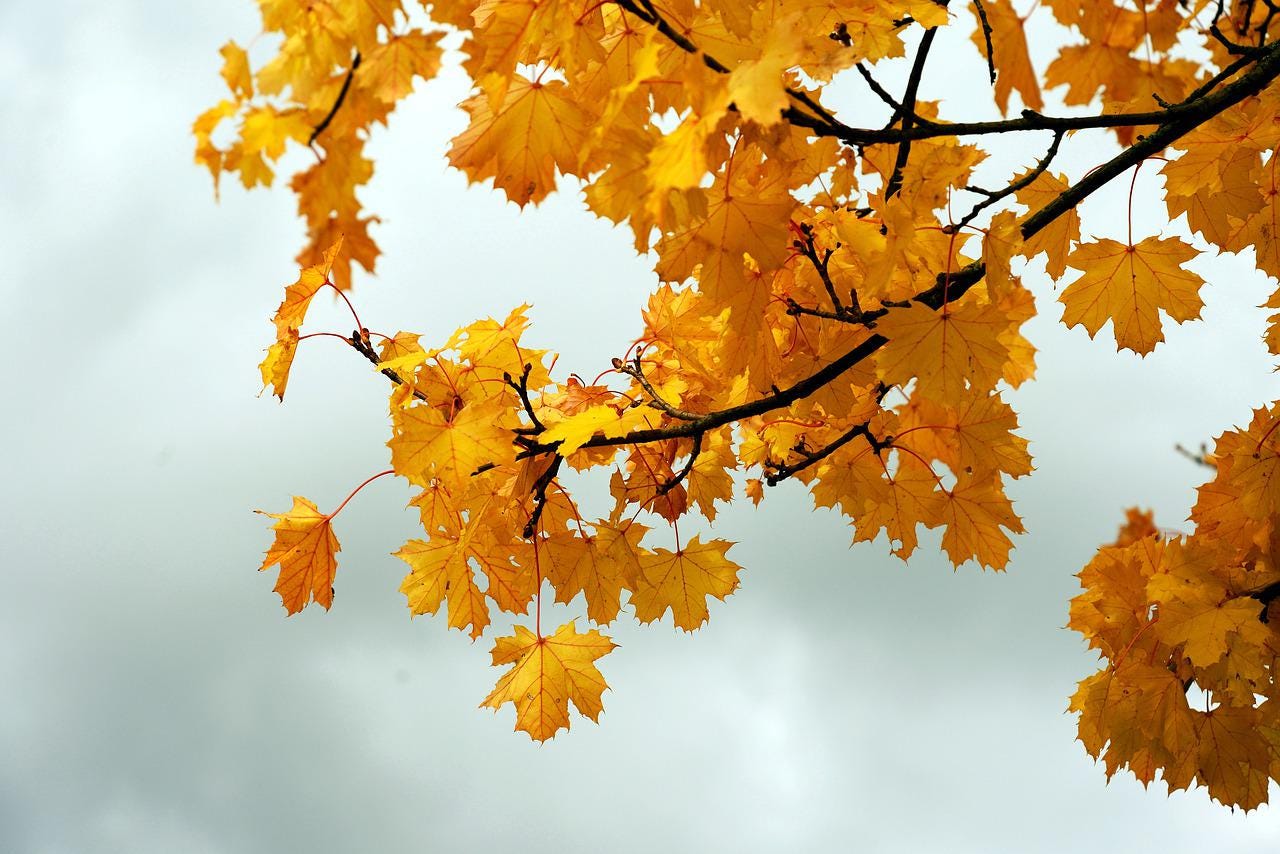 Fallen Tree, Fallen World - by Rae - Educating Souls