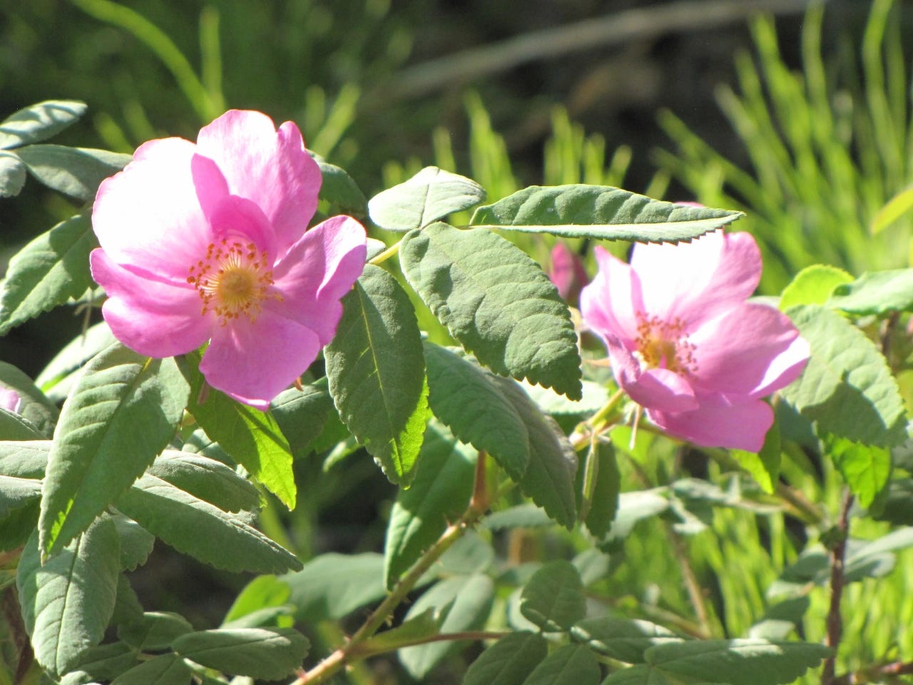 Alaskan Wildflowers - by Helen Hegener