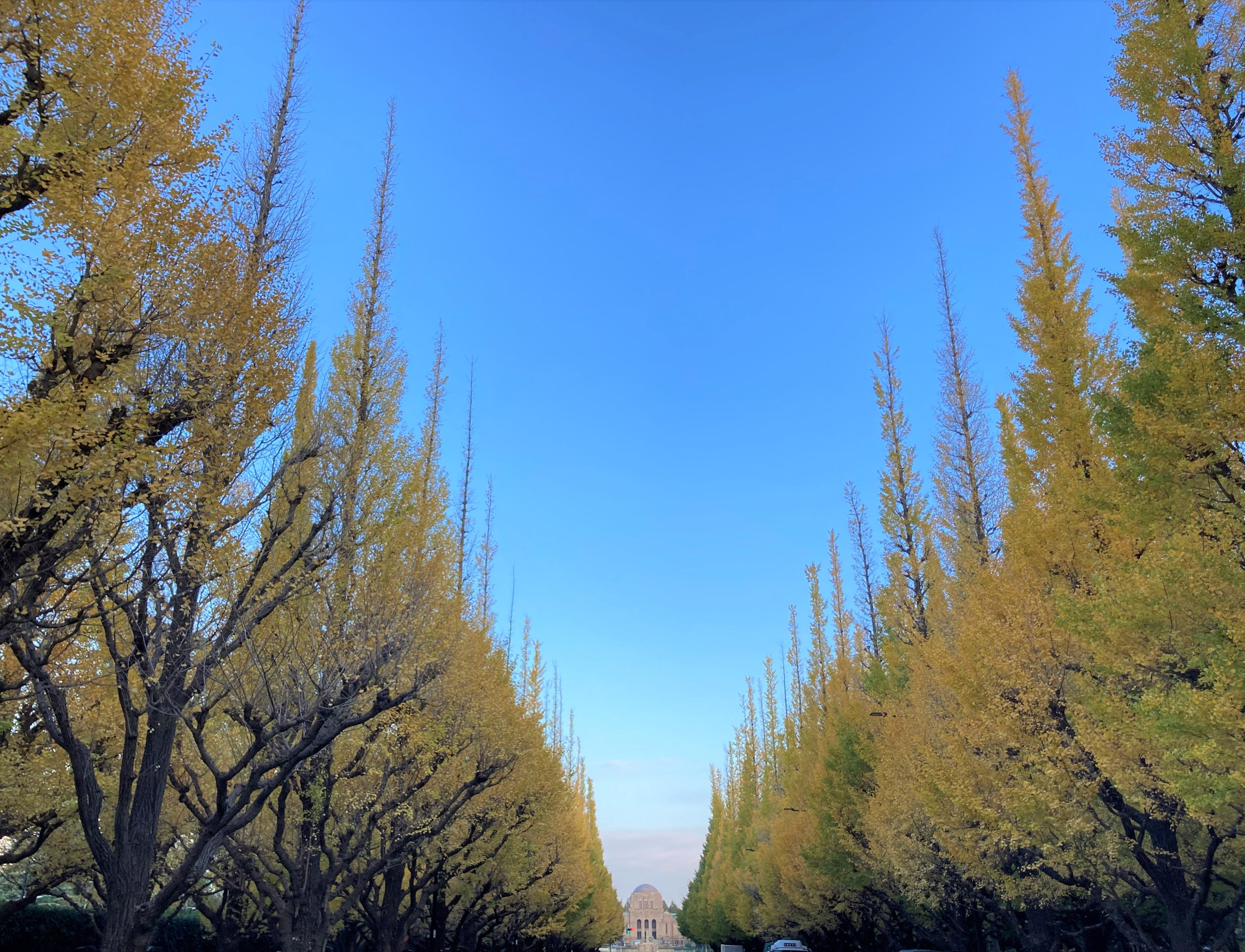 #32 Ginkgo trees time - by Hideo Tanikawa - Japan A to Z