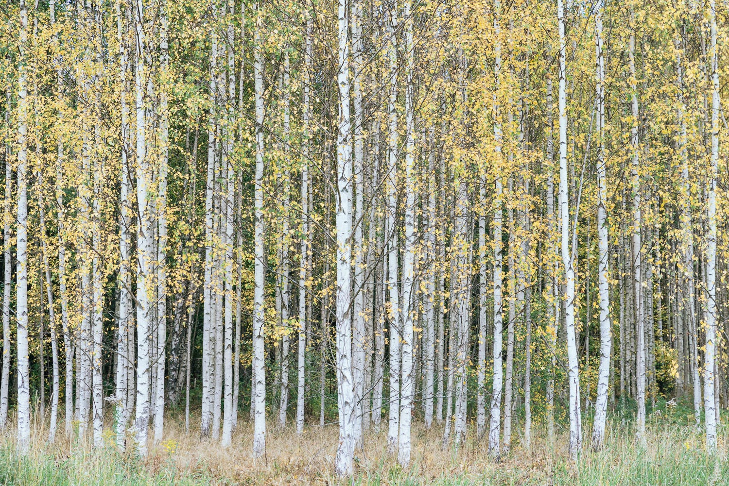 Fotobrevet #014: Vilse i Visby, Erik Holmstedts inspirerande deadpan ...