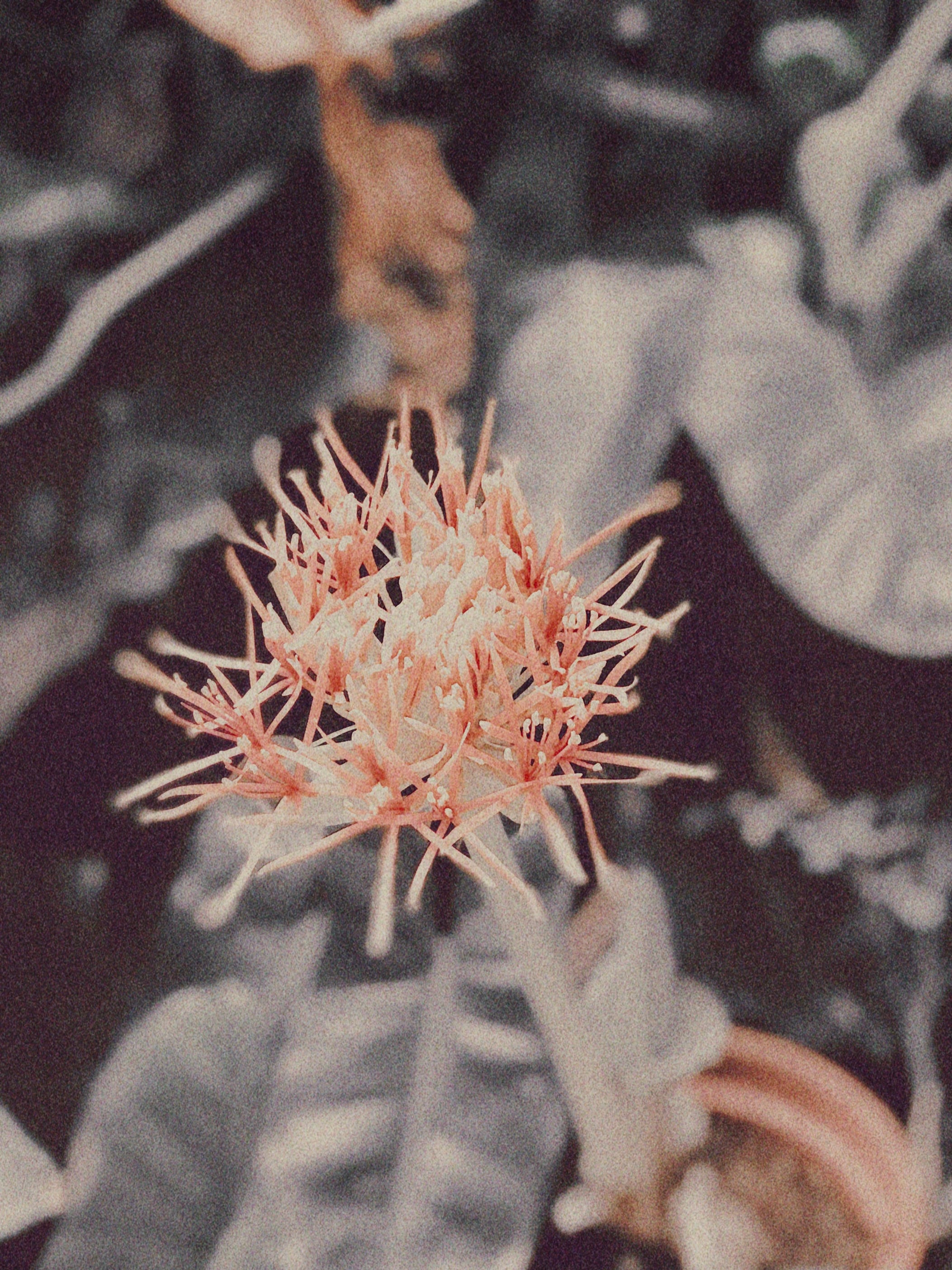 The Possible Delight - by Adora Williams