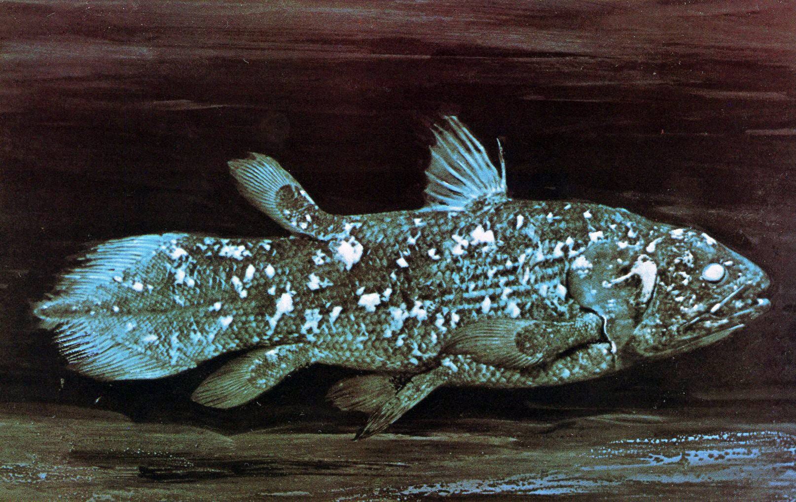 The Poster Fish for Cryptozoology - by George Eberhart