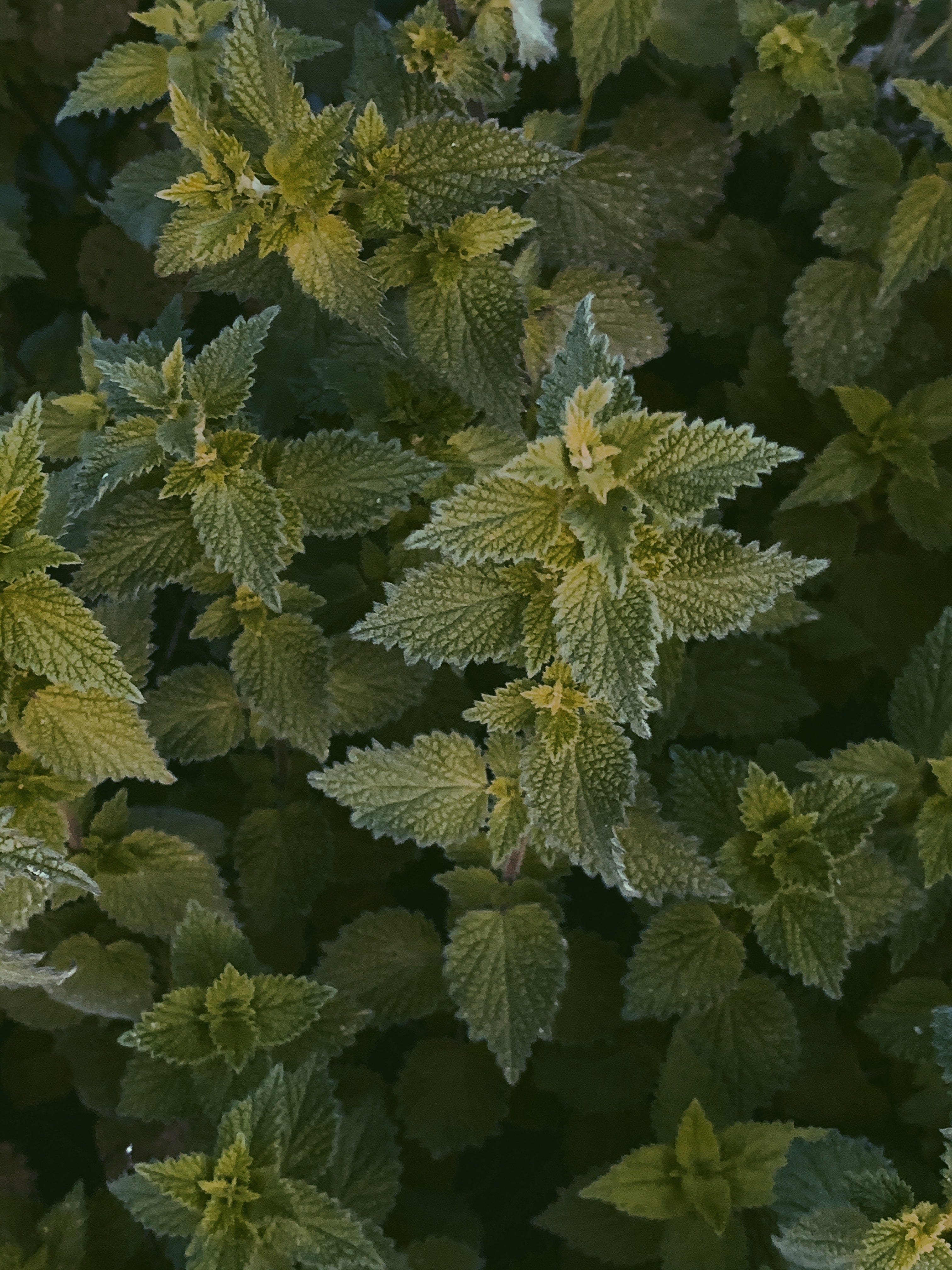 7 Foragable Foods of Scenic Green Bay - by Brandon Batstone