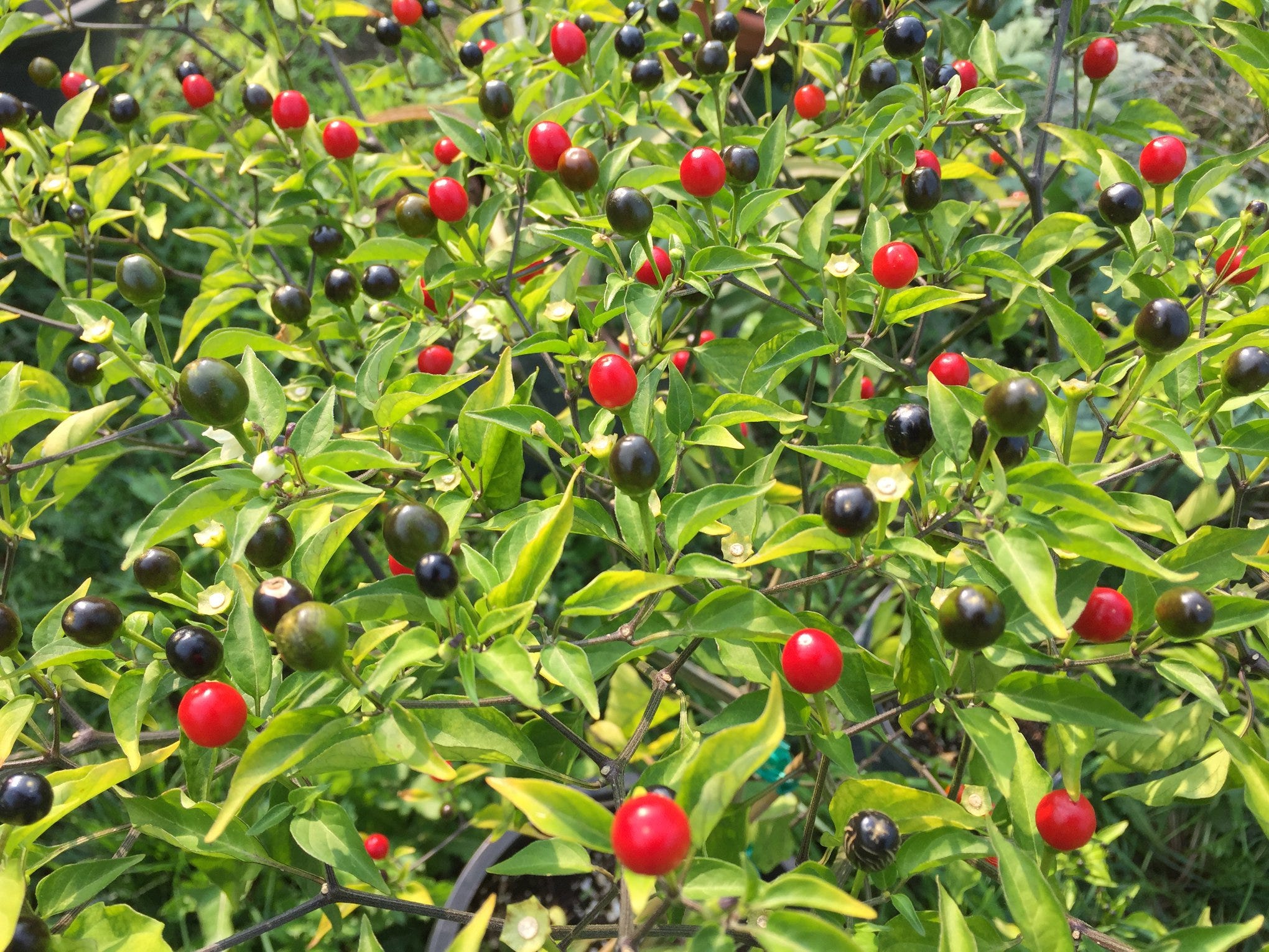 Hot Peppers For Health - by Gavin Mounsey