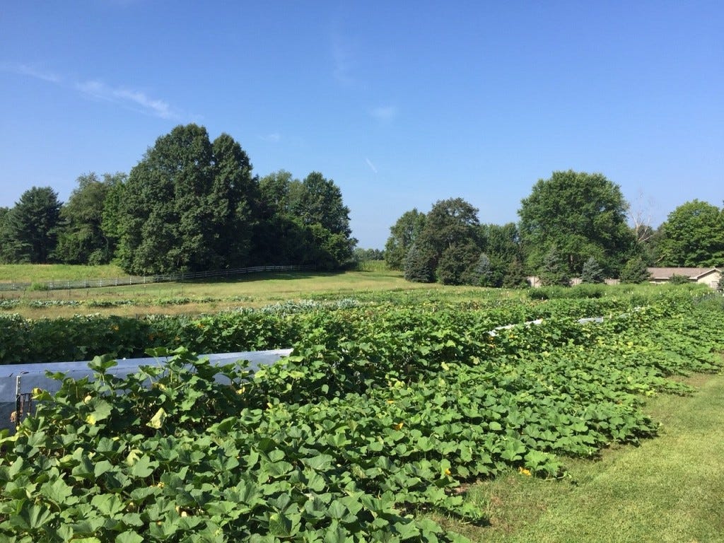 The Pickery—as Fresh as it Gets - by Mark Wright