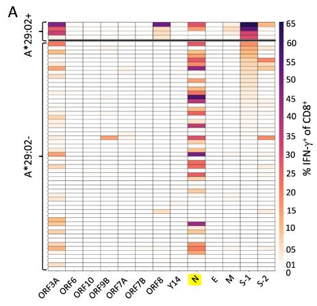Original Antigenic Sin observed: "Ablation of CD8+ T cell recognition ...