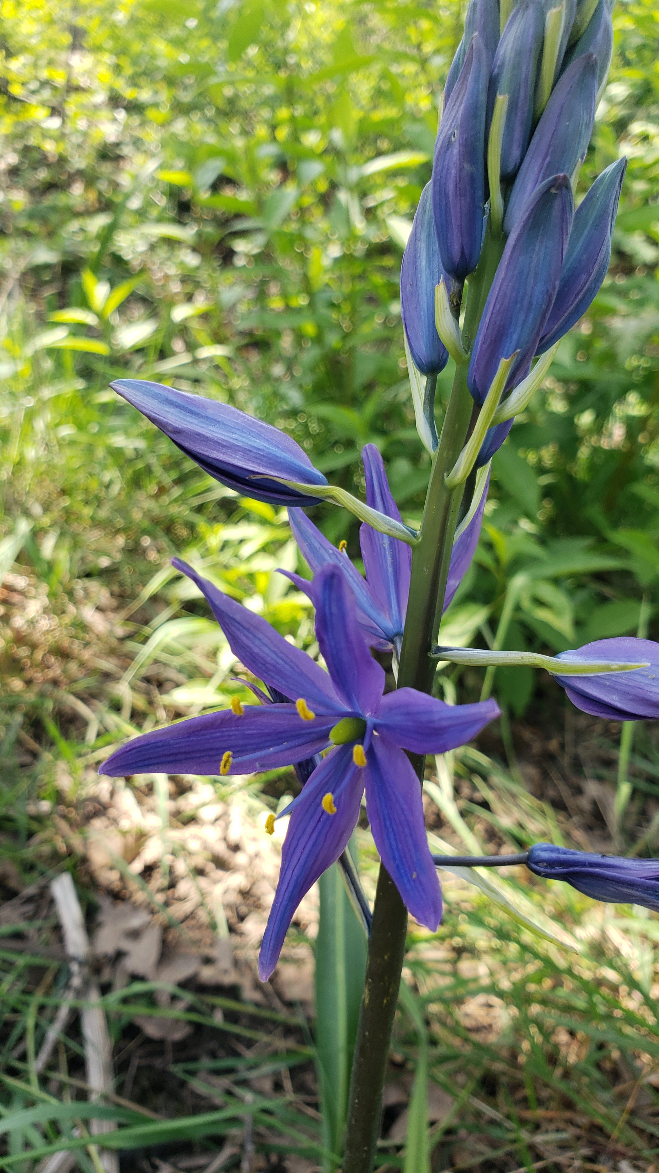 Remembering the Camas Harvest - FidelityPDX’s Newsletter