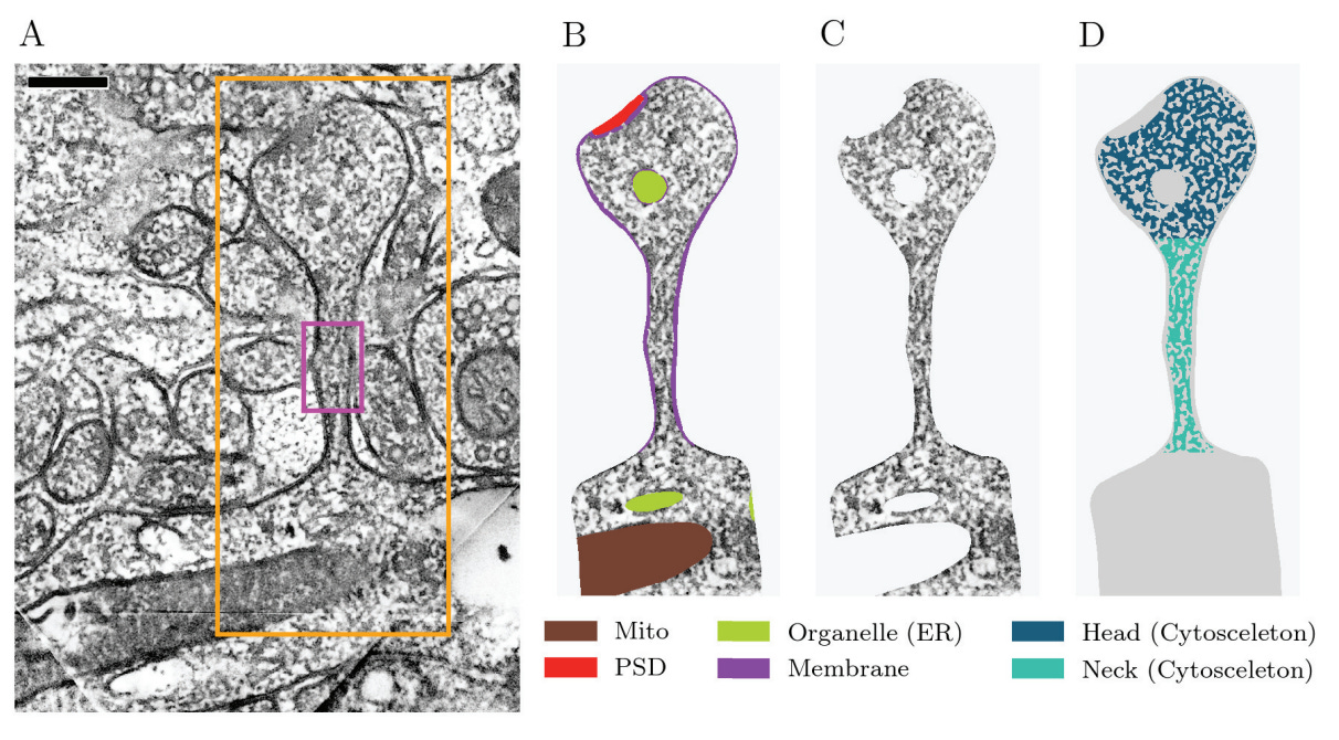 The cytoskeleton of dendrites forms a uniform gel in the spine neck and ...
