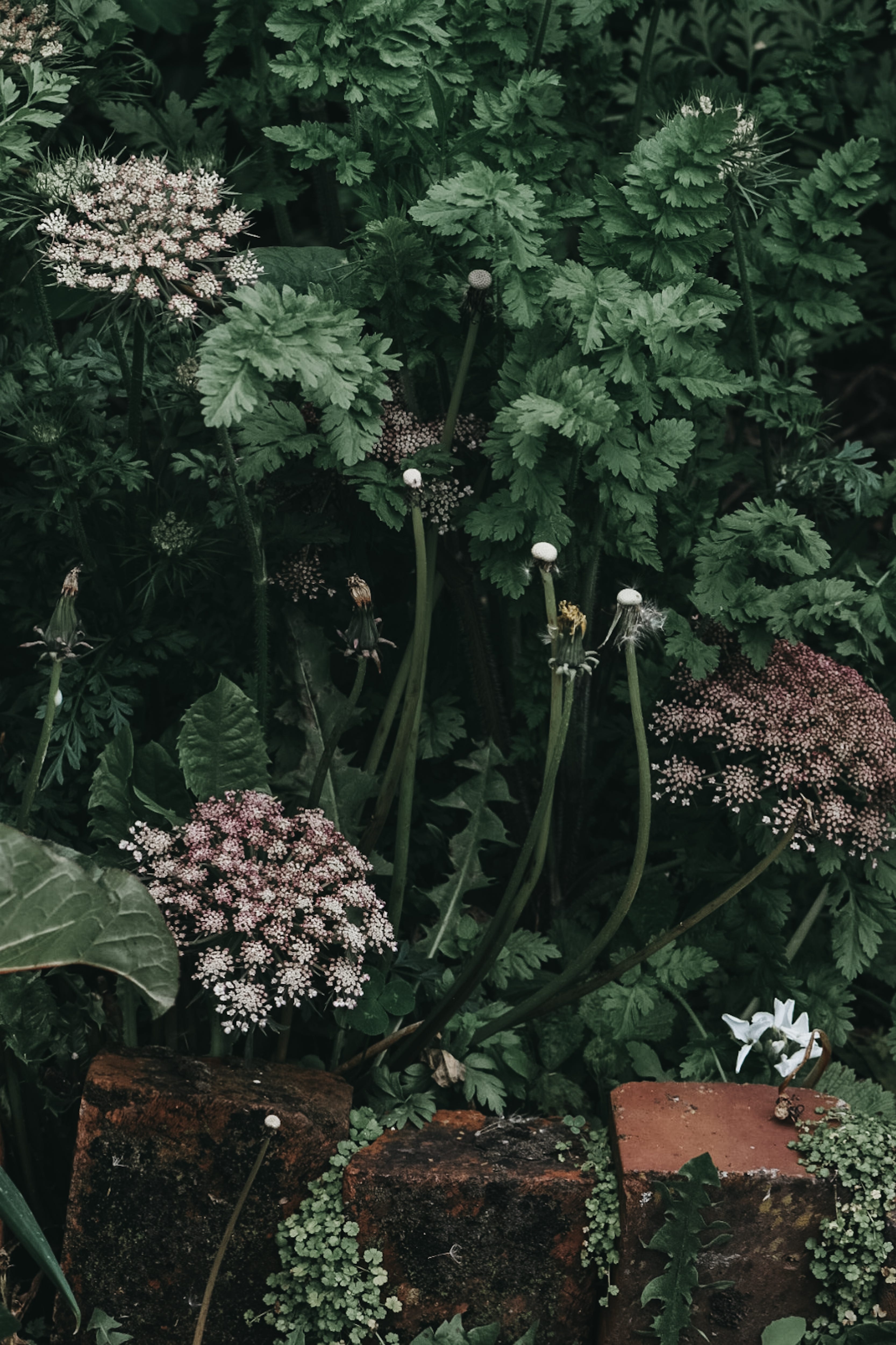 Pottering - by Mel Adams - Pollination Garden