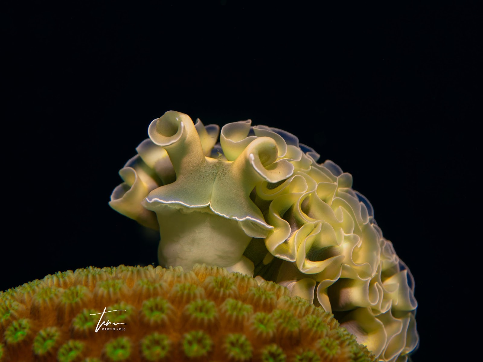 8 Simple Steps for Improving Your Underwater Macro Photography