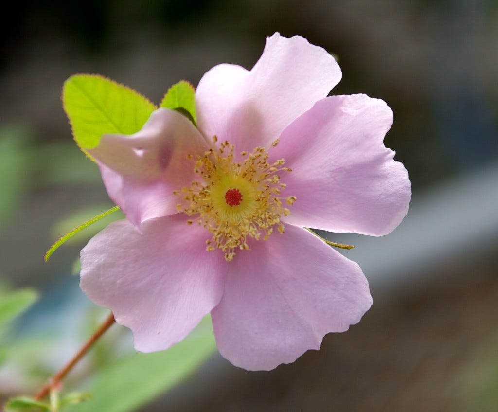 Plant This, Not That - by Lolly Jewett - The Bees' Knees