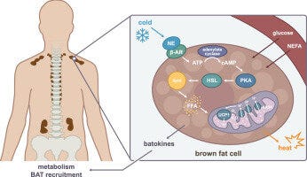 Cold Thermogenesis and The Brain - by Louisa Nicola