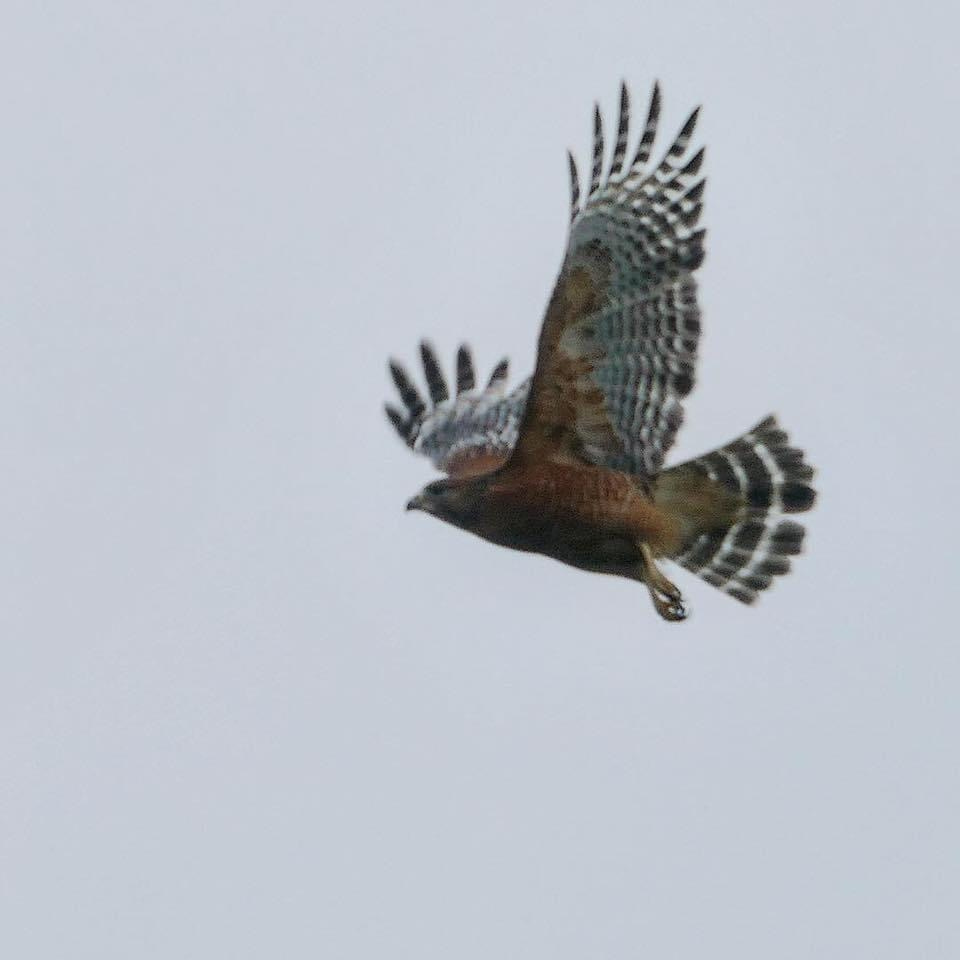 Chupacabra season - by Christopher Brown - Field Notes