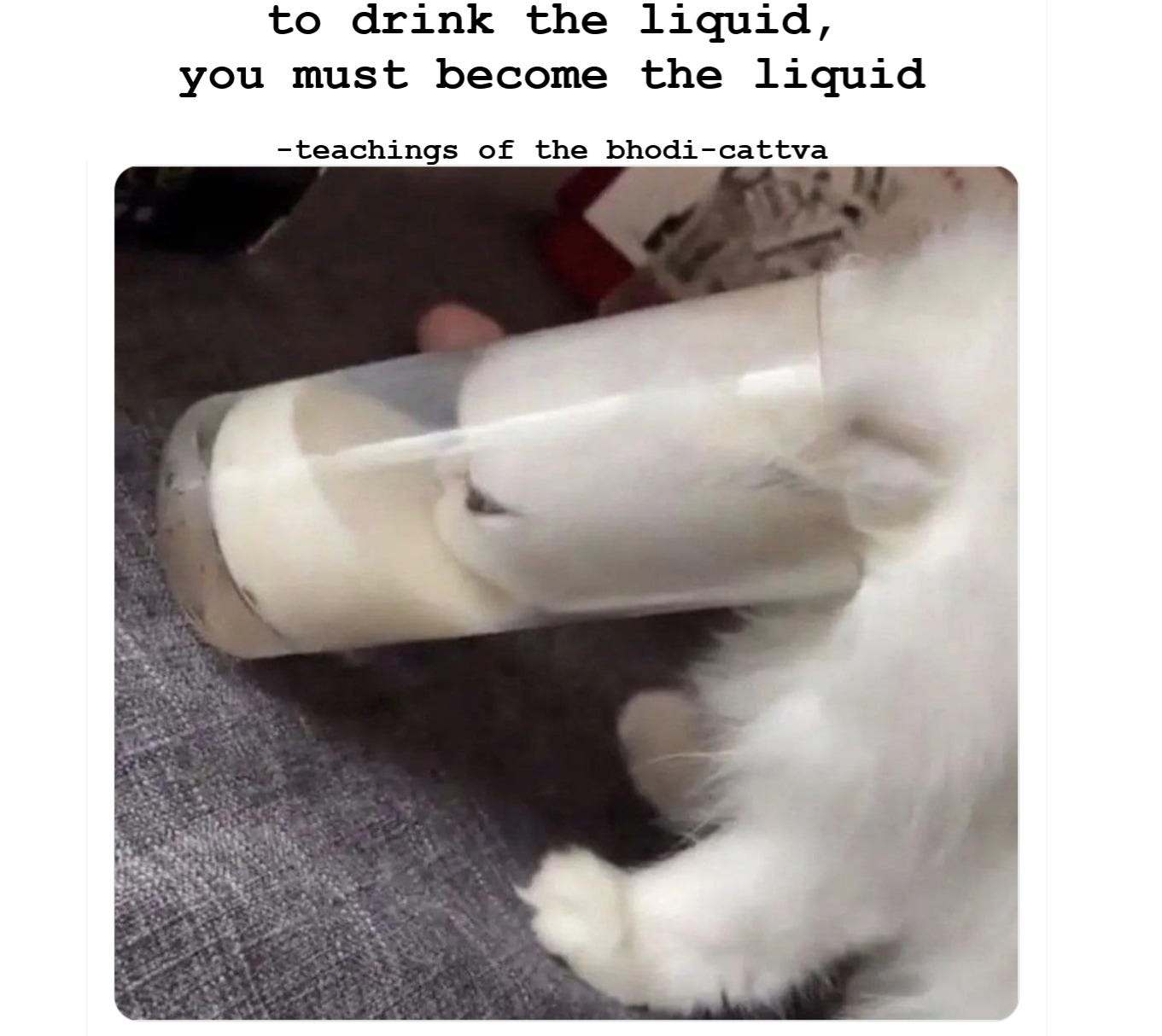 sunday memepool: a distillation of feline wisdom