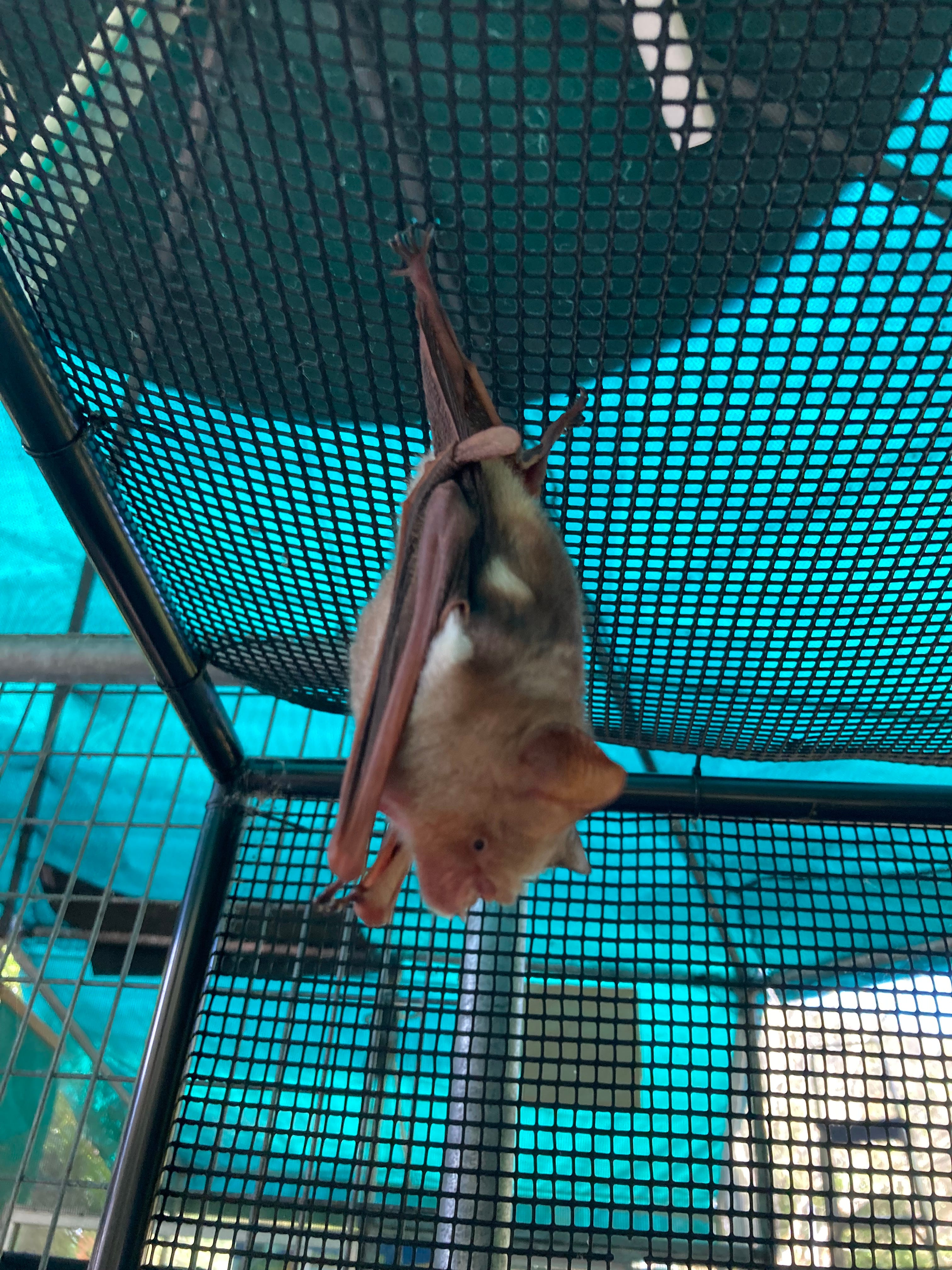 Issue 25: Cacao farming in Queensland - by Giselle