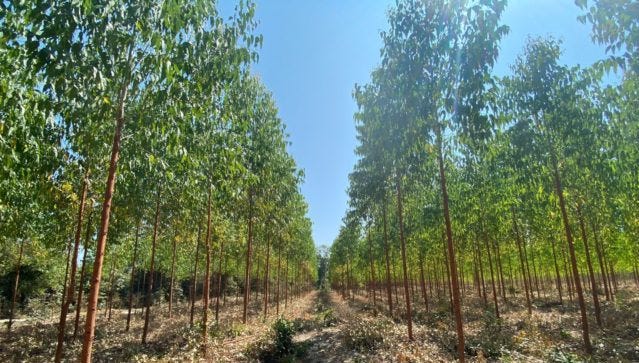 New Forests Launches Australia and New Zealand Landscapes and Forestry Fund