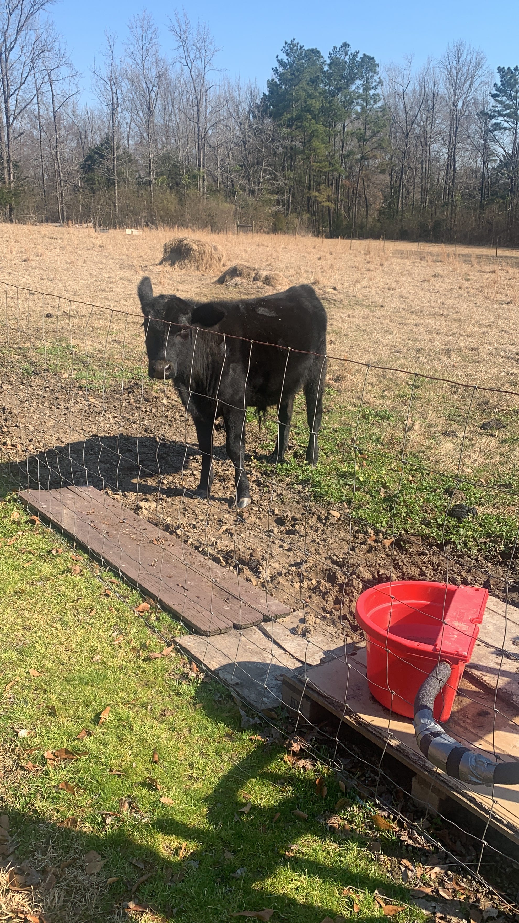 Going on Vacation - by Bowtied Farmer - The Natural Life