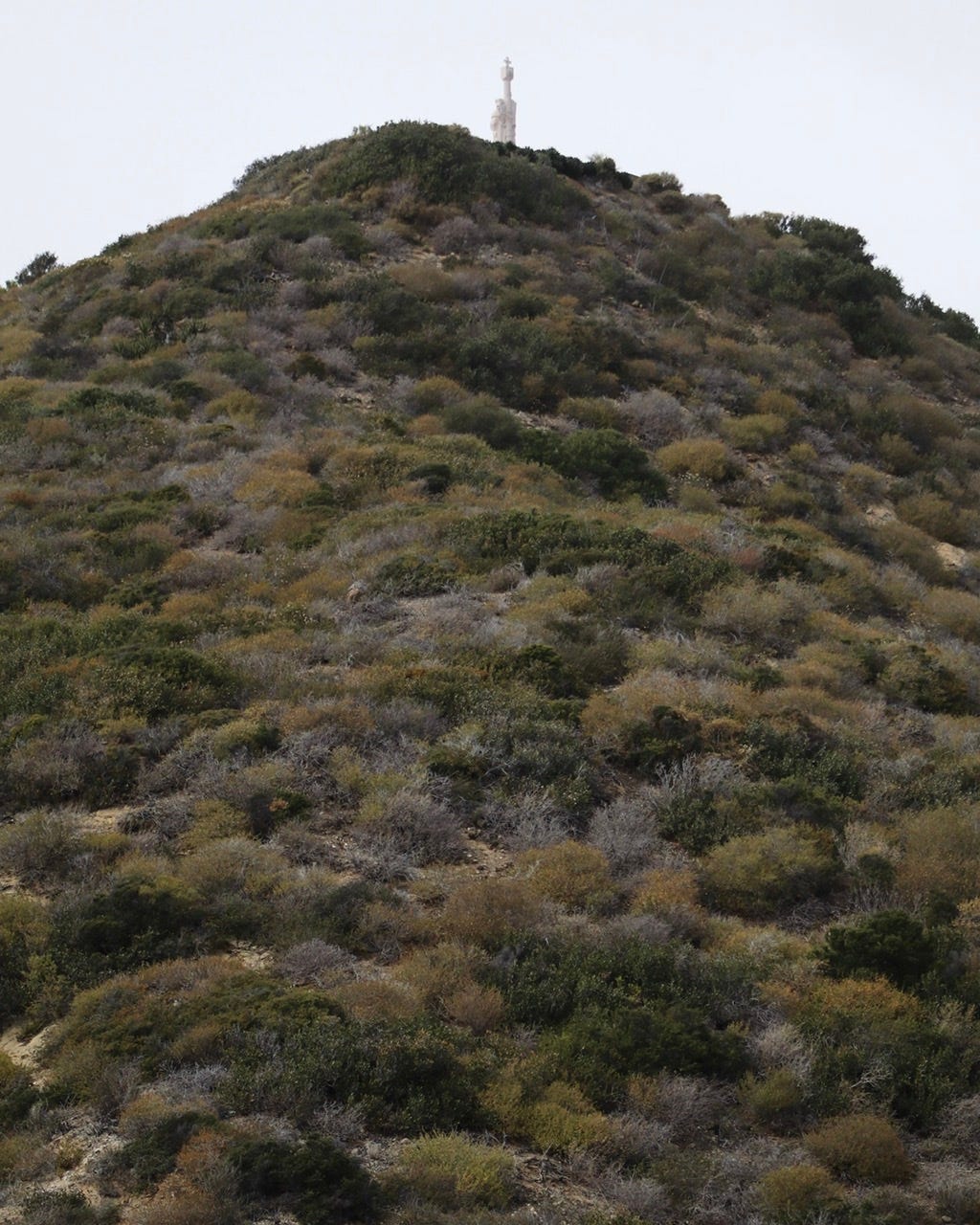 #39: Scrubland - by Stefania Culafic - Observations