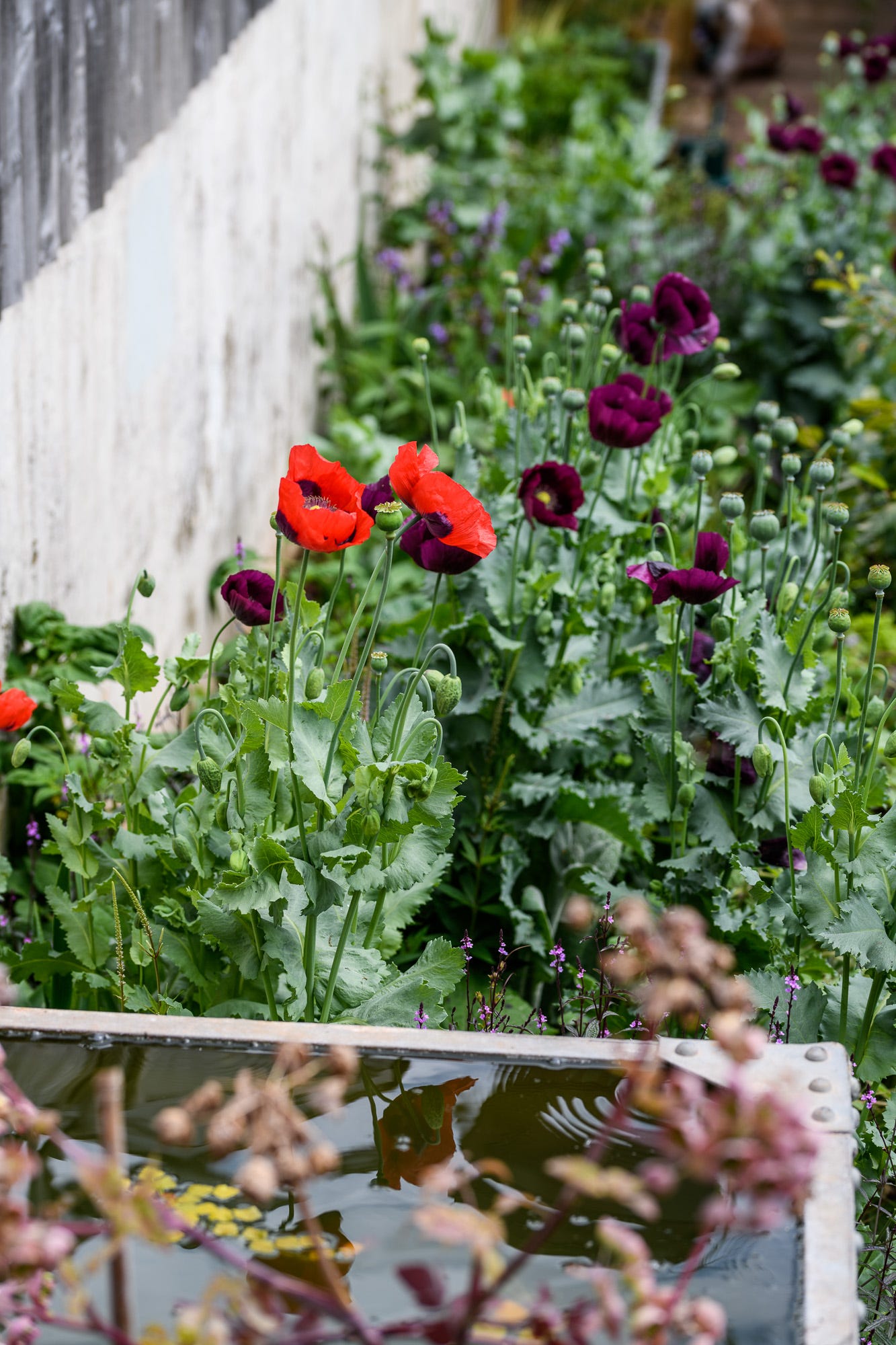 annual poppies - by Lucy Bellamy - Garden & House