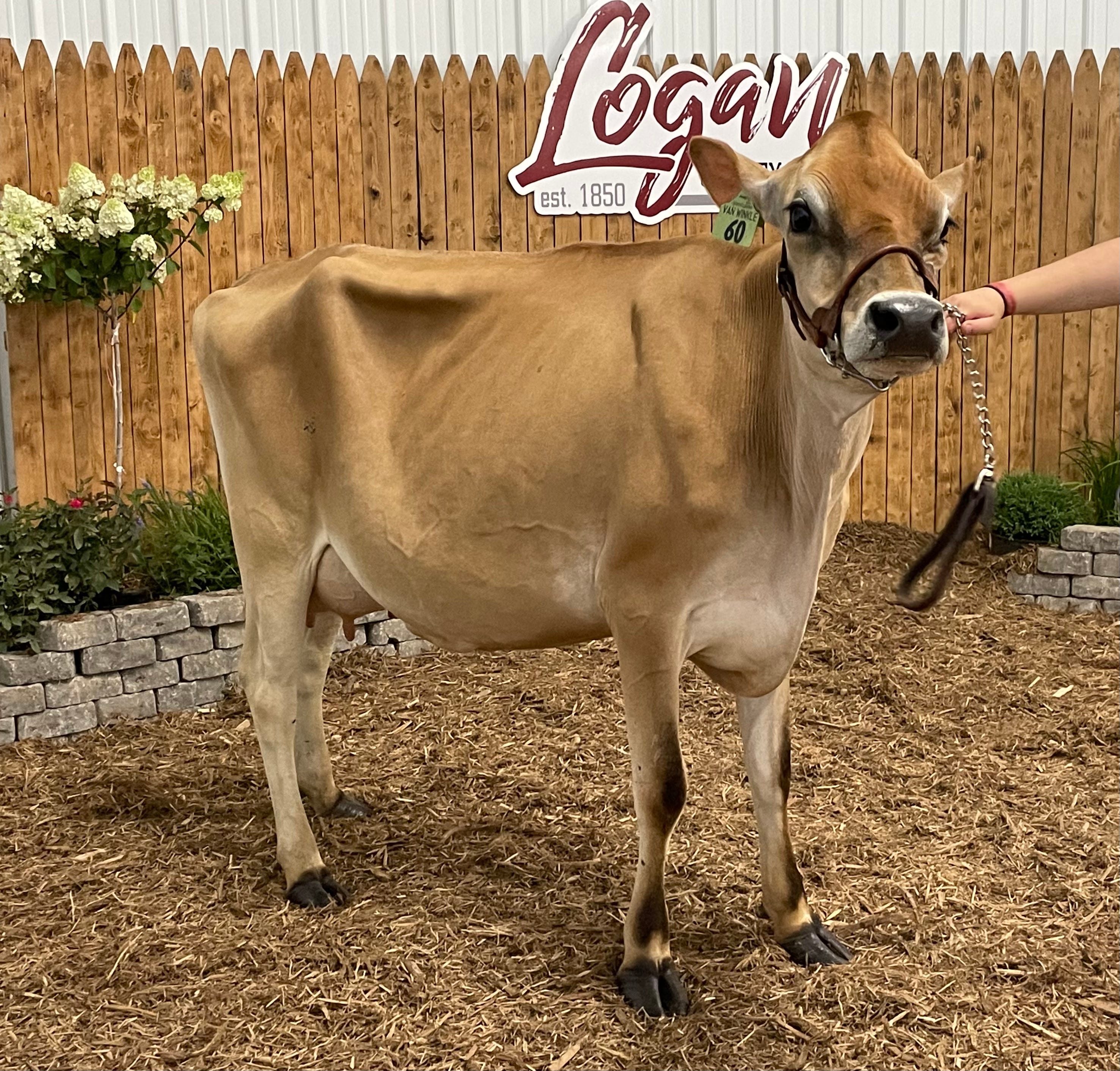 COW CHIP BINGO! - by M.M. Van Winkle