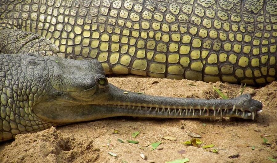 China’s Wolong Nature Reserve has Giant Pandas, but India’s Chambal ...