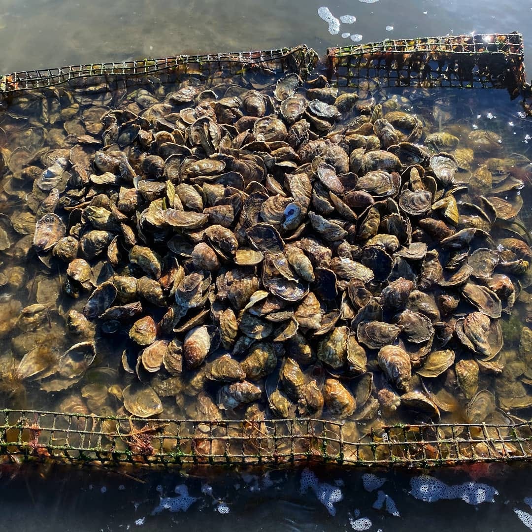 Know Your Fishmonger - by Mark Bittman