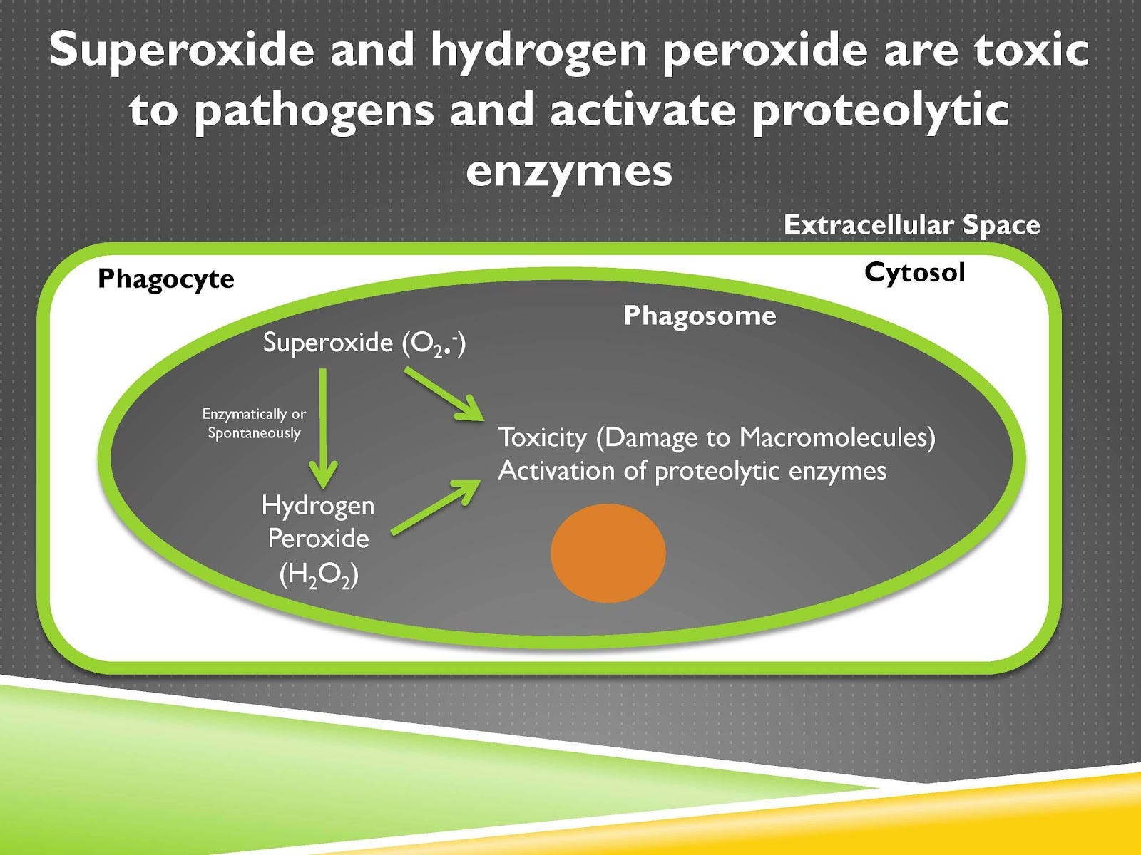 1. Physiological Roles of Oxidants
