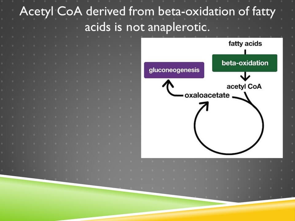 16. Anaplerosis: Why Carbs Spare Protein in Ways That Fat Can’t