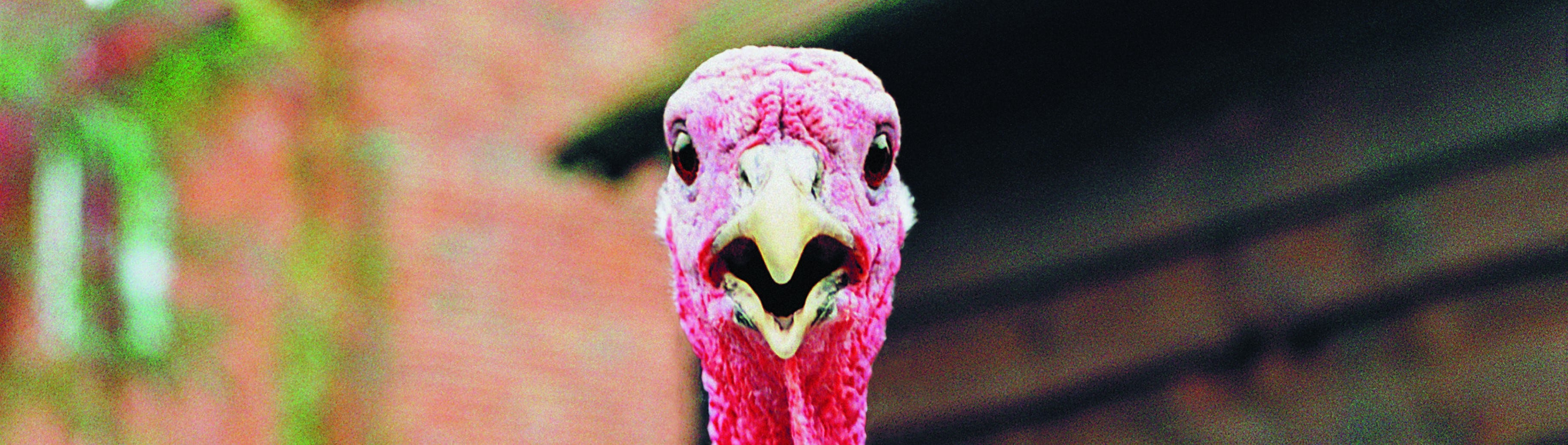 Killer Turkey Death Wish Winner!