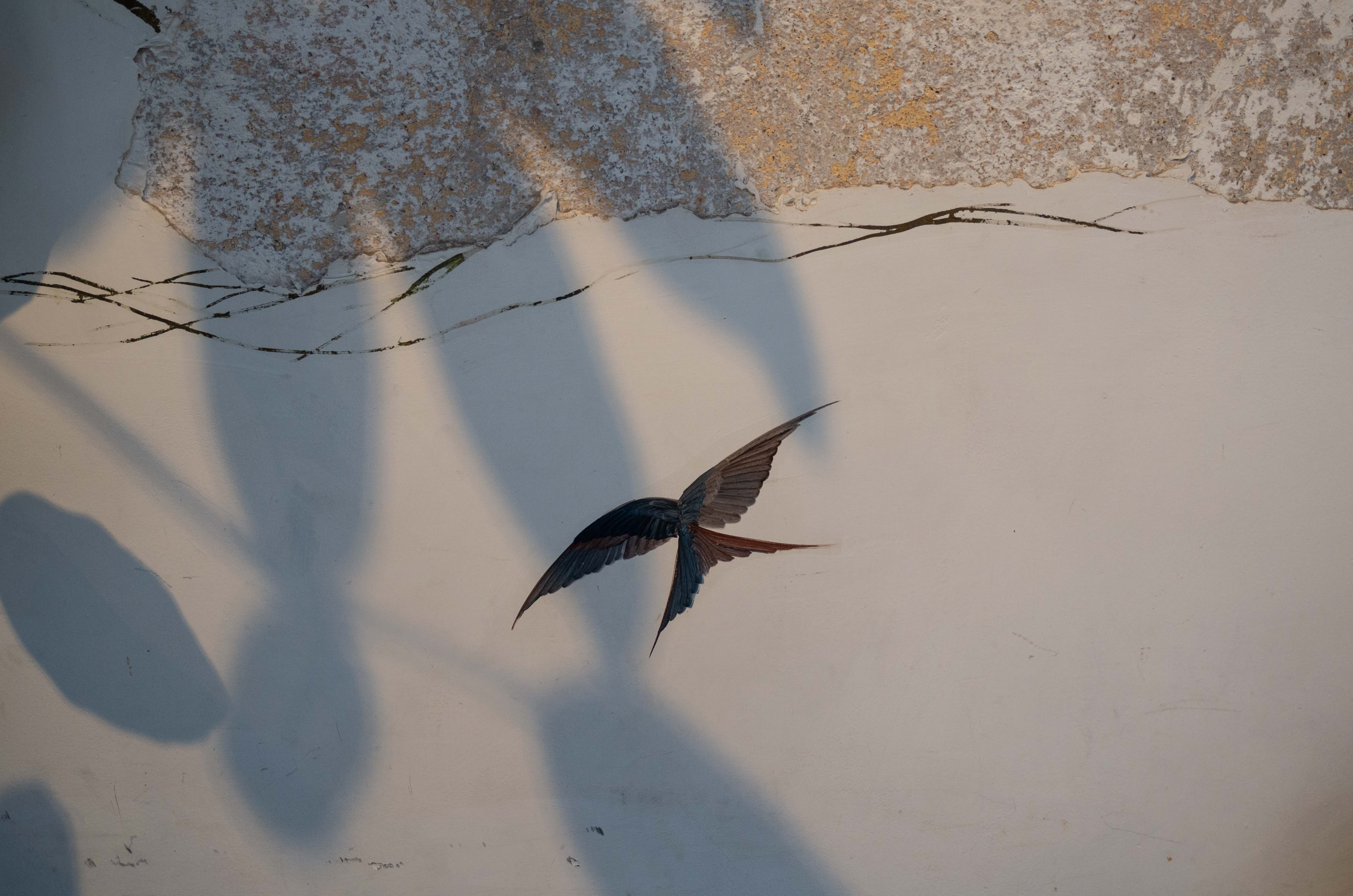 open windows, indigo walls - by slow and small