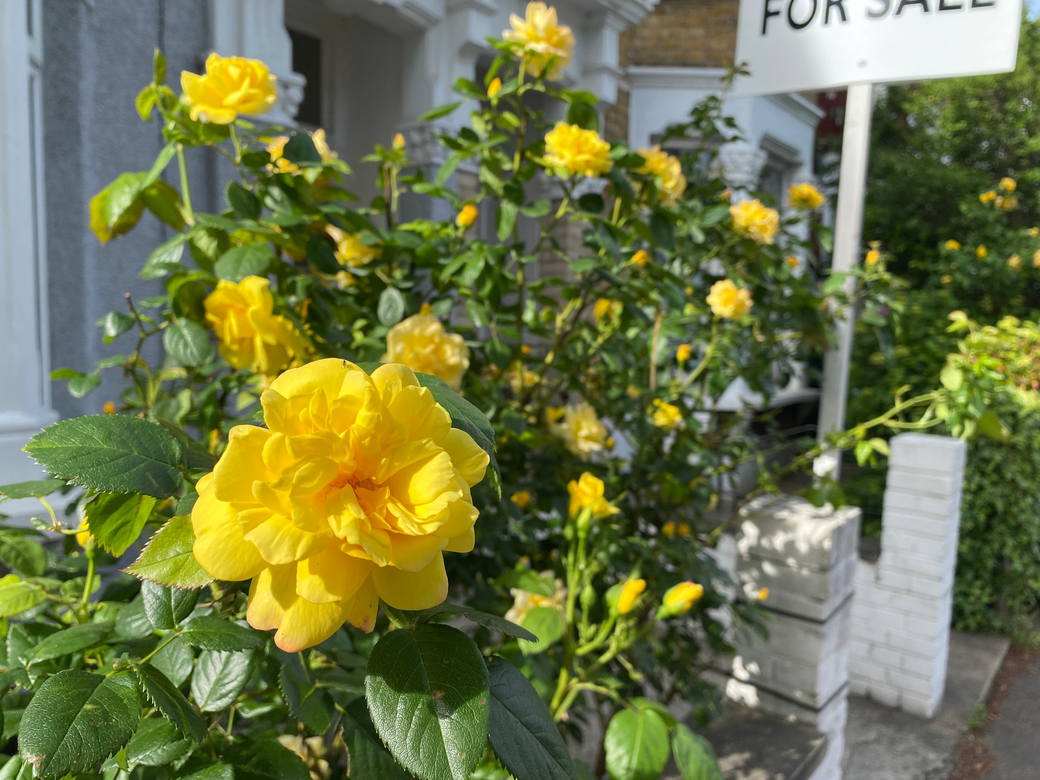 The Q&A: Michael Marriott, the planet’s foremost authority on roses