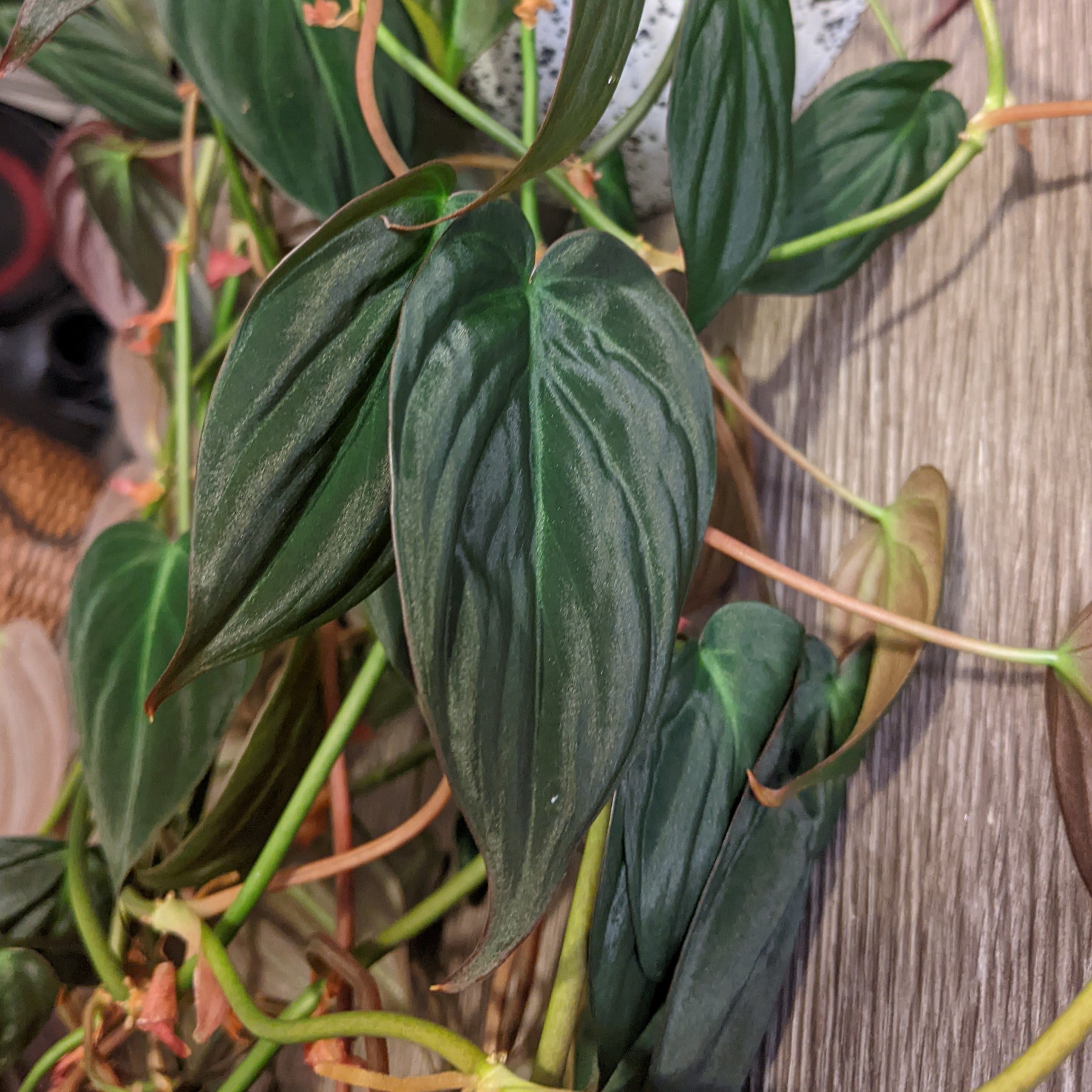 The Majestic Micans - Plant Care Guide