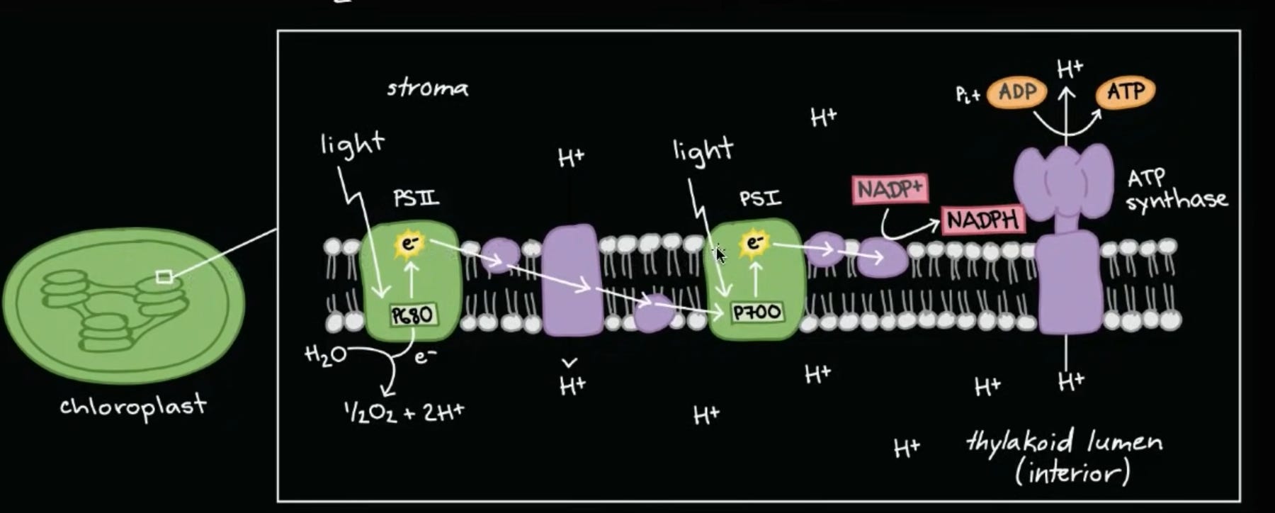 Algae CO2 Capture Mechanism - by Ahmed Hassan