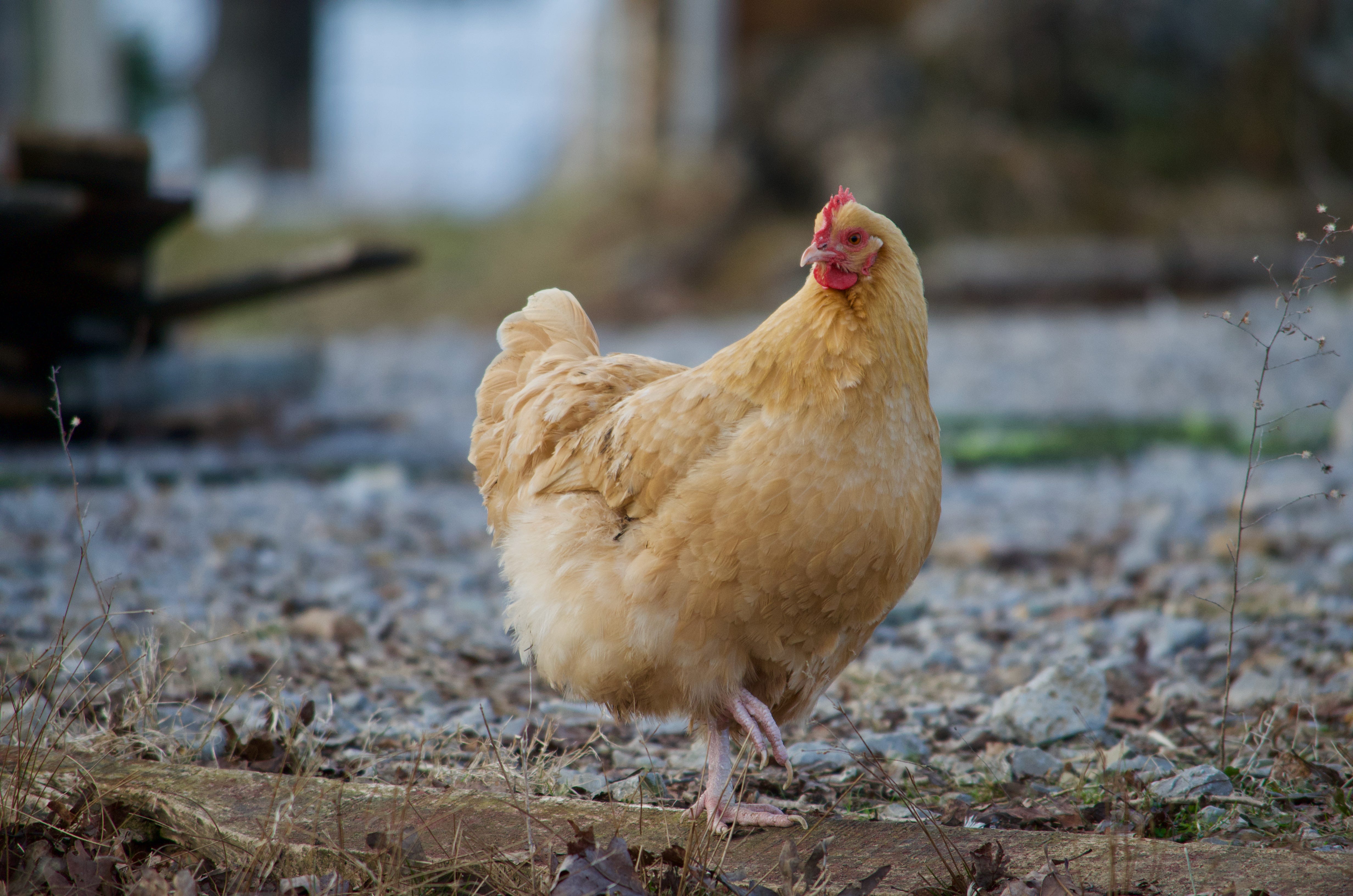 I've Got Your Bawk - by AC Shilton - AffirmationChickens