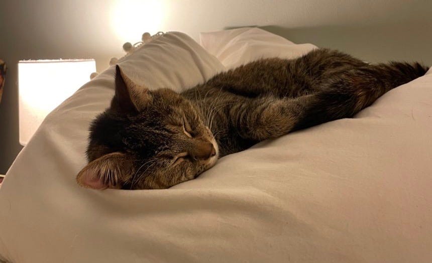 loving a cat! - by Colleen Grablick