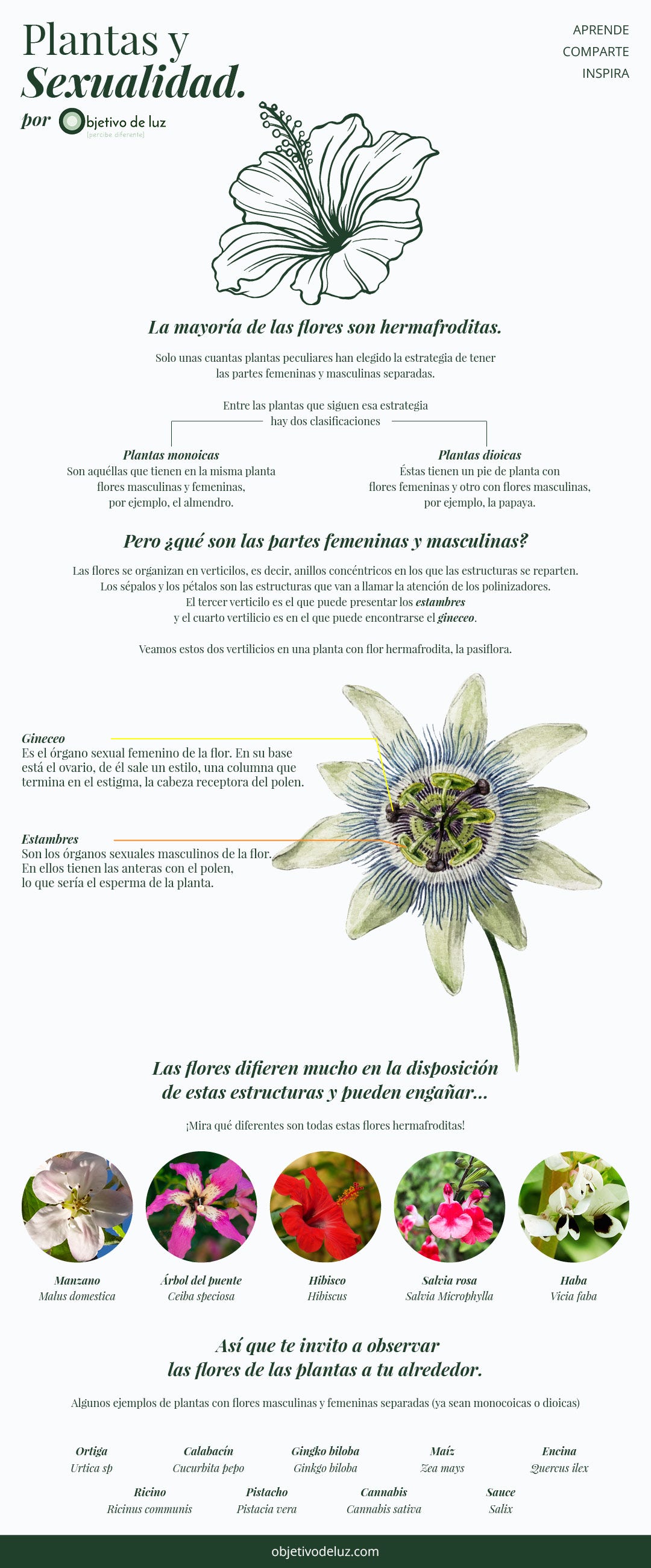 Plantas Y Sexualidad Objetivo De Luz 8250