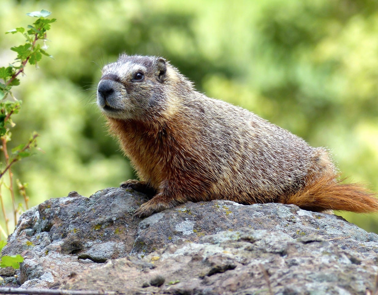 Marmot on Guard - by Rick Lamplugh - Love the Wild
