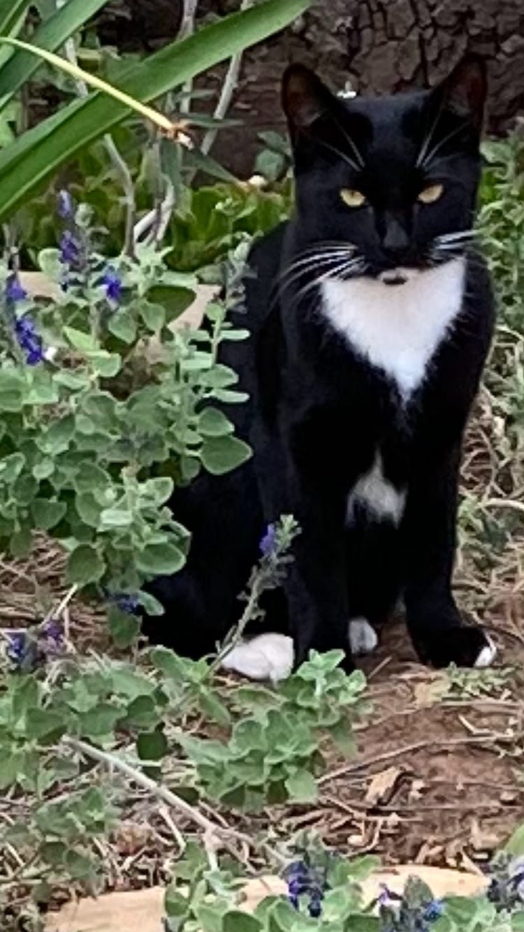 remember me? - by kitten seeking answers