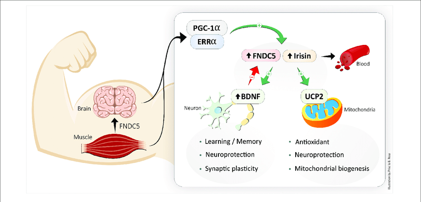 Preserving Brain Health with Resistance Training