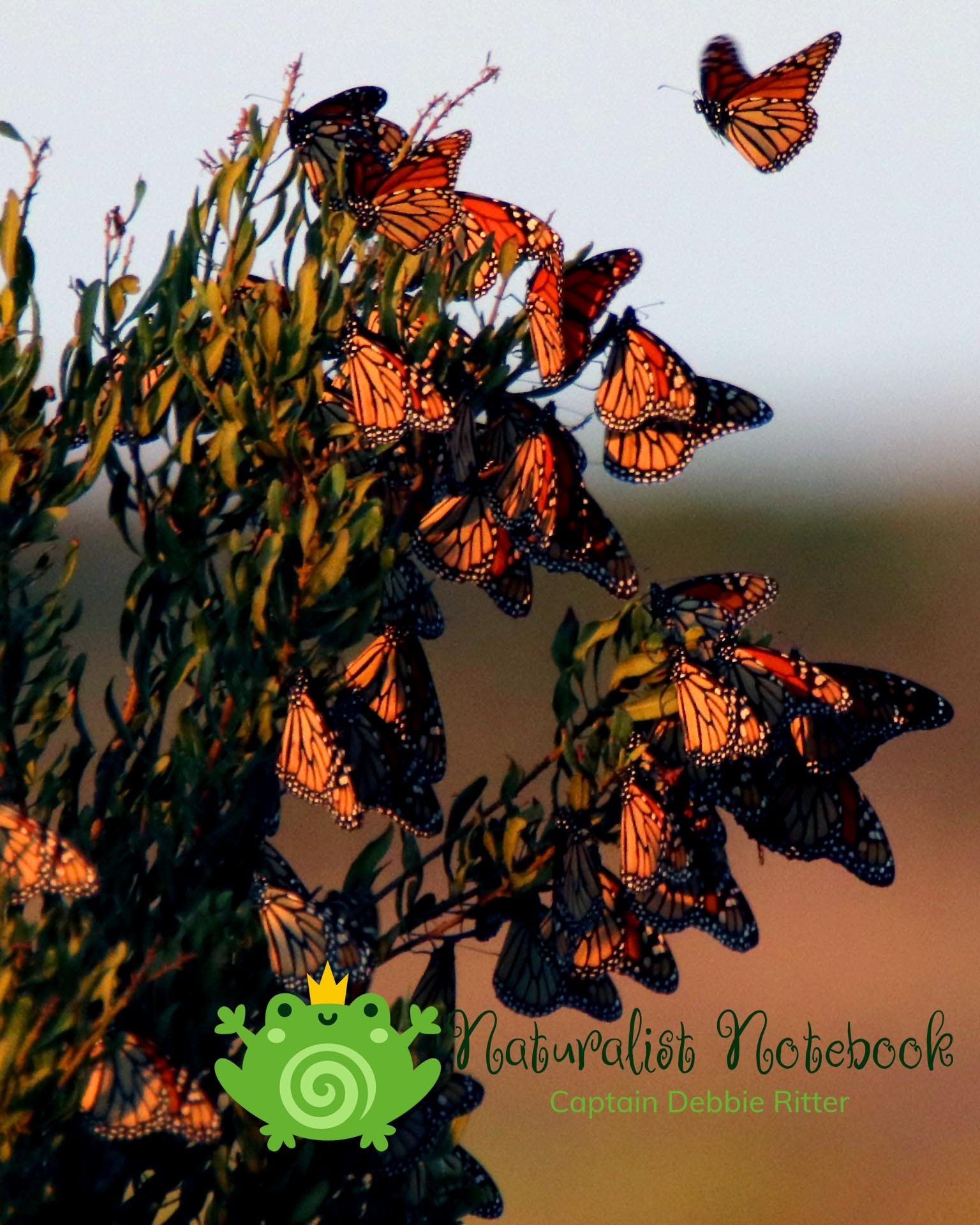 Mega Migration of Monarchs through the Mid-Atlantic Region